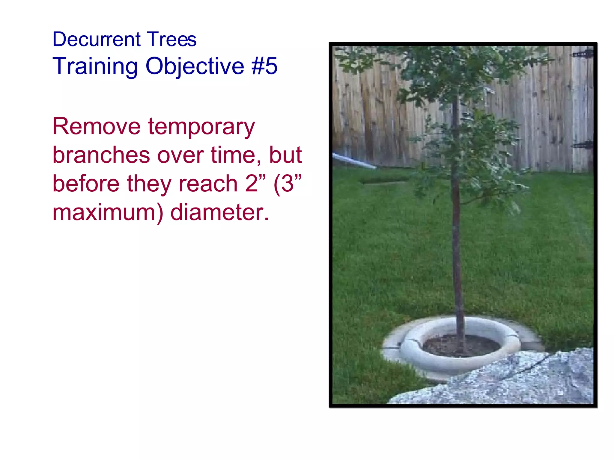 7b Pruning Young Trees | PPT