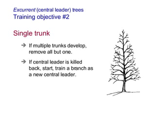 7b Pruning Young Trees | PPT