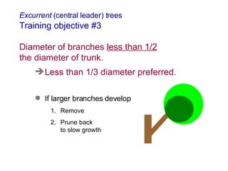 7b Pruning Young Trees | PPT