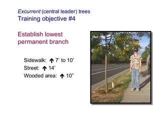 7b Pruning Young Trees | PPT