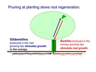 7b Pruning Young Trees | PPT