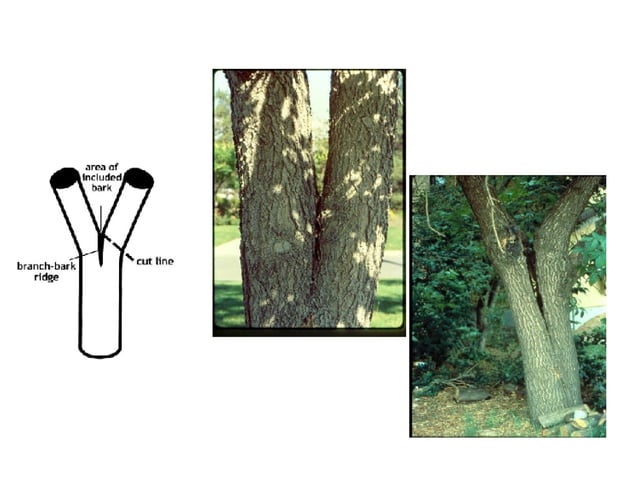 7b Pruning Young Trees | PPT