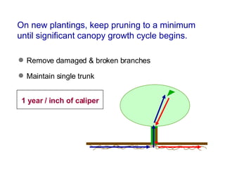 7b Pruning Young Trees | PPT