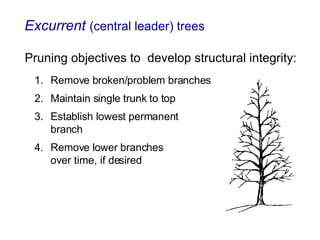 7b Pruning Young Trees | PPT