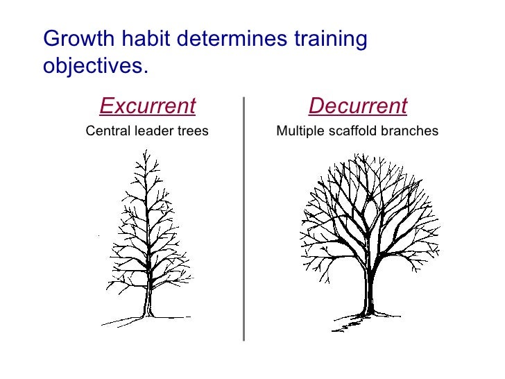 7b Pruning Young Trees