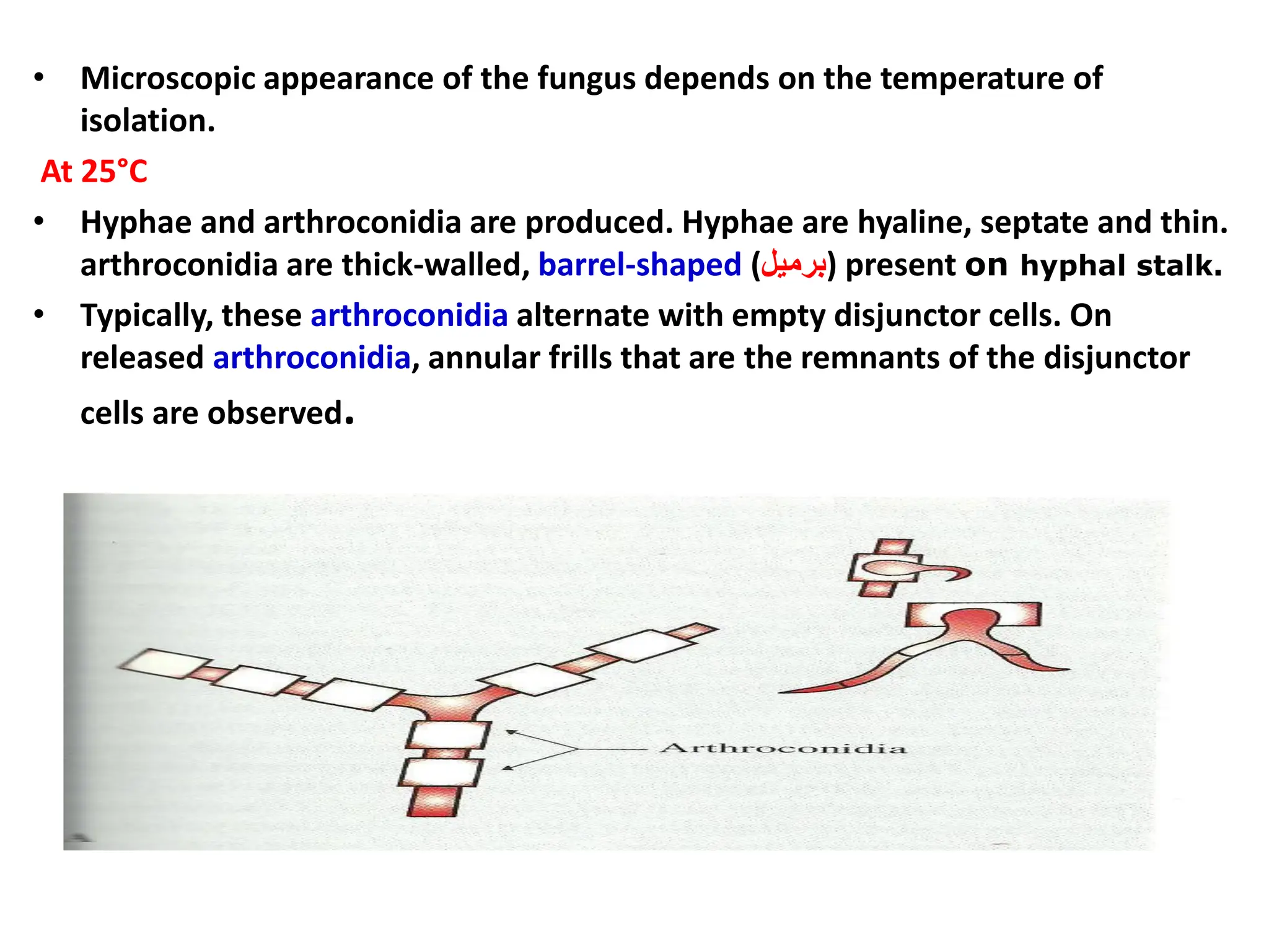 Coccidioidomycosis and Paracoccidioidomycosis | PDF