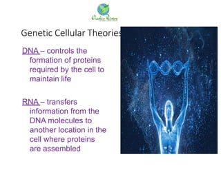 Biological theories of aging | PPTX