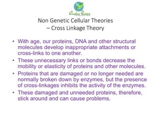 Biological theories of aging | PPTX