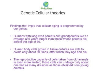 Biological theories of aging | PPTX | Senior Health | Healthy Living