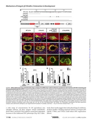 Ablooglu, AJ (2014) JBC | PDF
