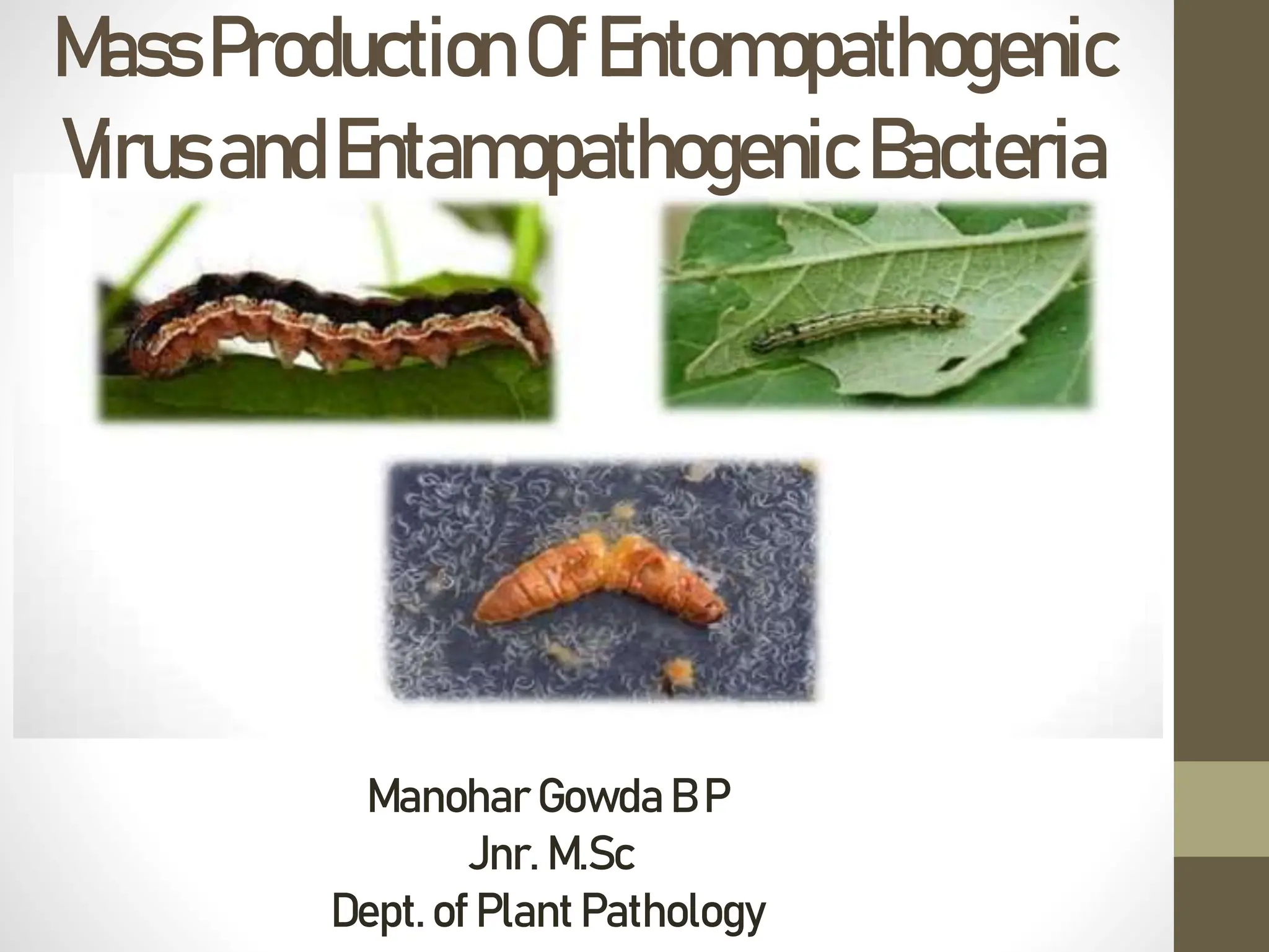 Mass production of entamopathogenic viruses and bacteria.pptx