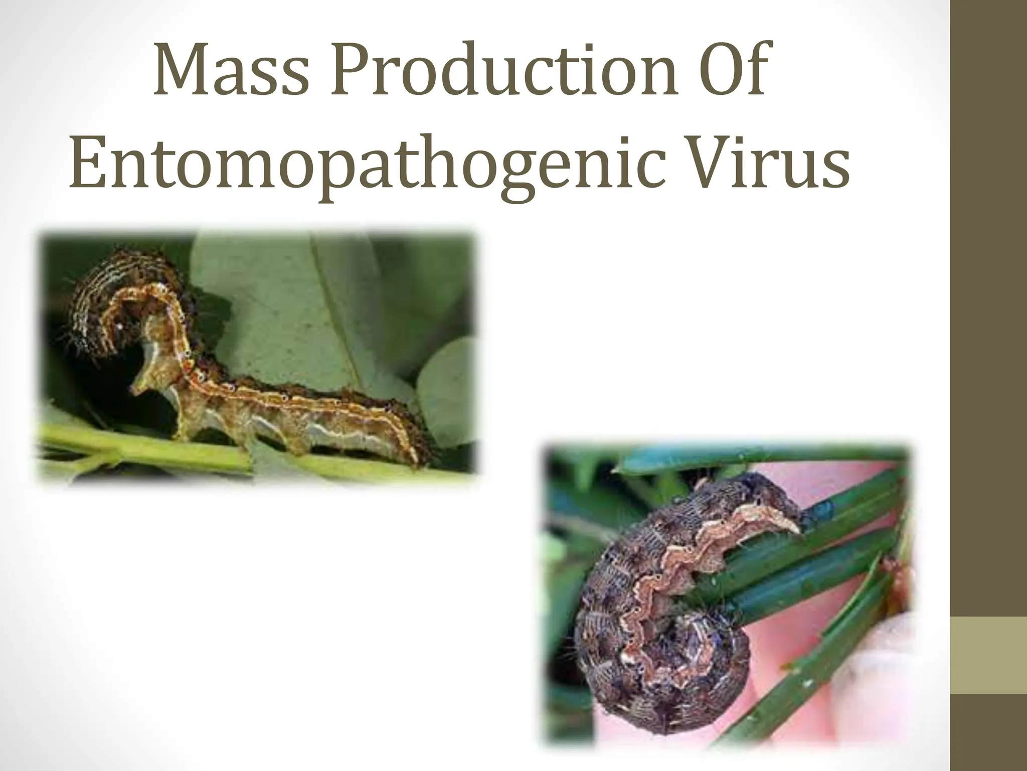 Mass production of entamopathogenic viruses and bacteria.pptx