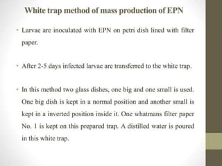 Mass production of entamopathogenic viruses and bacteria.pptx