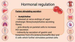 Regulation of HCL secretion physiology.pdf