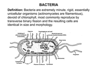 7 Bacteria.pptx