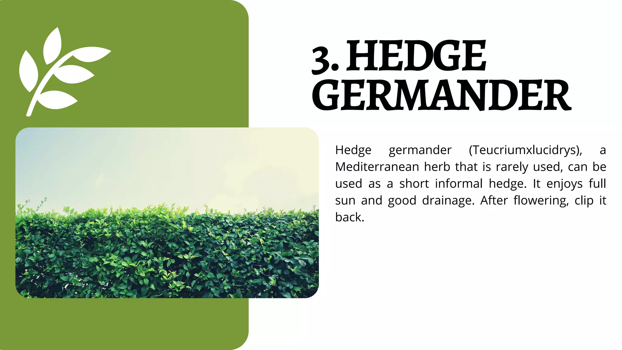 7 Best Evergreen Hedges.pdf