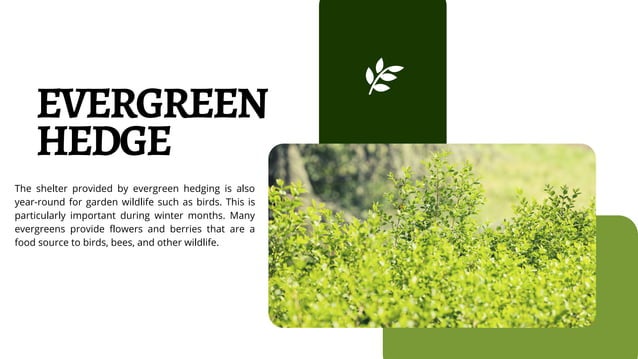 7 Best Evergreen Hedges.pdf
