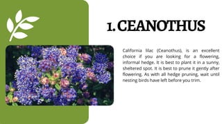 7 Best Evergreen Hedges.pdf