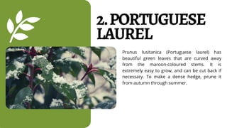 7 Best Evergreen Hedges.pdf