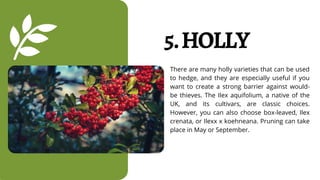 7 Best Evergreen Hedges.pdf