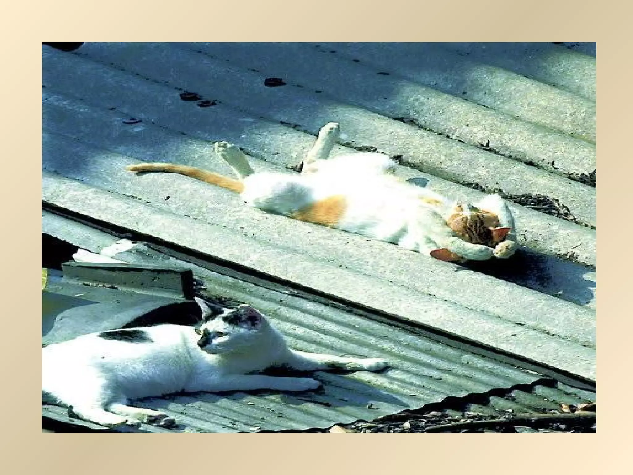 7 best positions | PPS