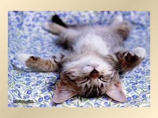 7 best positions | PPS