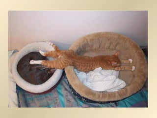 7 best positions | PPS