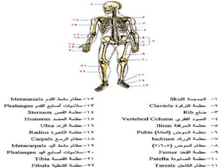 7 Body systems and functions.ppt