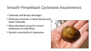 Endangered and Candidate Freshwater Mussels in Texas - Brad Littrell | PPT