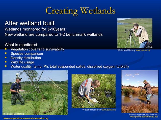Impacts on Wetlands | PPT