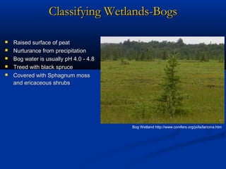 Impacts on Wetlands | PPT