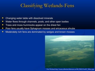 Impacts on Wetlands | PPT