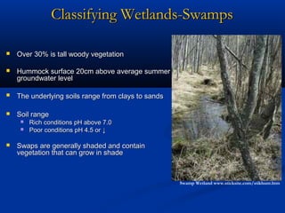 Impacts on Wetlands | PPT