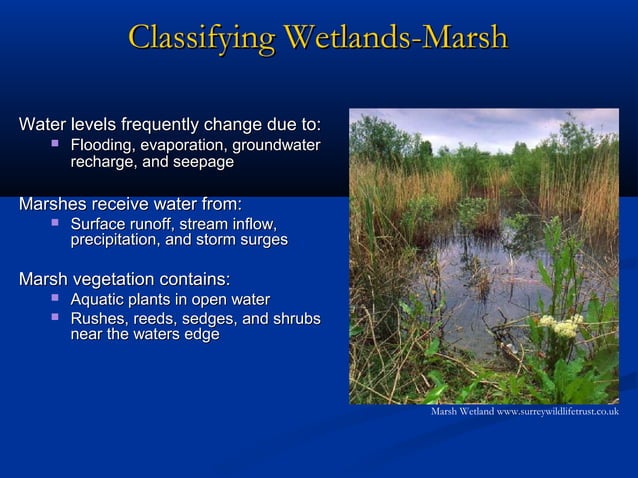 Impacts on Wetlands | PPT