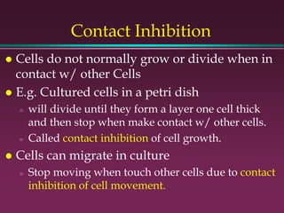 7_Cancer Notes_F11.ppt