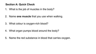 7Cb. Muscles and blood through a human body.pdf