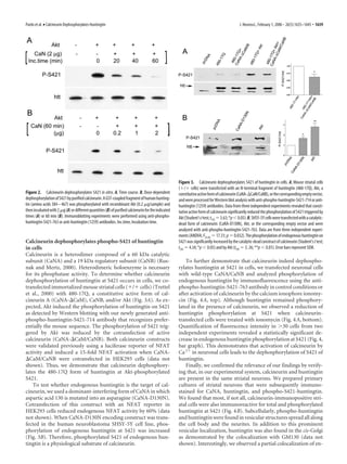 J Neurosci 2006 | PDF