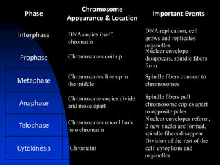 [7] CELL CYCLE _MITOSIS & MEIOSIS.ppt