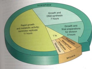 [7] CELL CYCLE _MITOSIS & MEIOSIS.ppt
