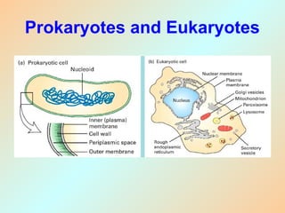 Cell Structure and Organelles, cell membrane | PPTX