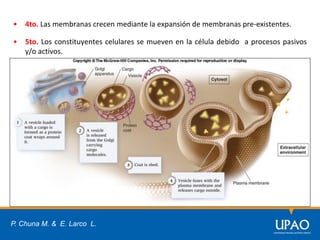 7 celula | PDF