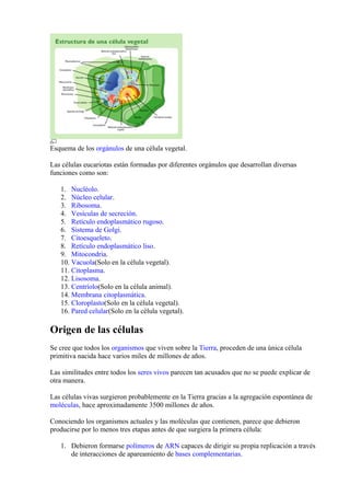 7 celulas | DOC