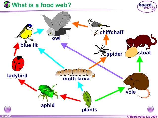 Mayfly Food Web
