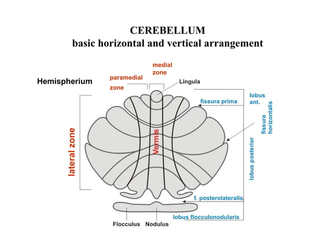 7 cerebelluma | PPT | Brain and Nervous System Disorders | Diseases and ...