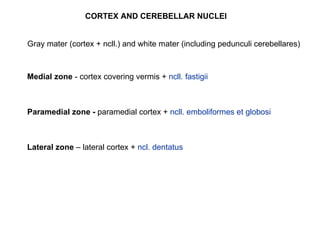 7 cerebelluma | PPT | Brain and Nervous System Disorders | Diseases and ...