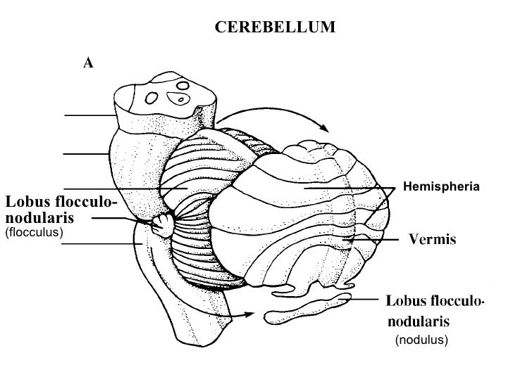 7 cerebelluma