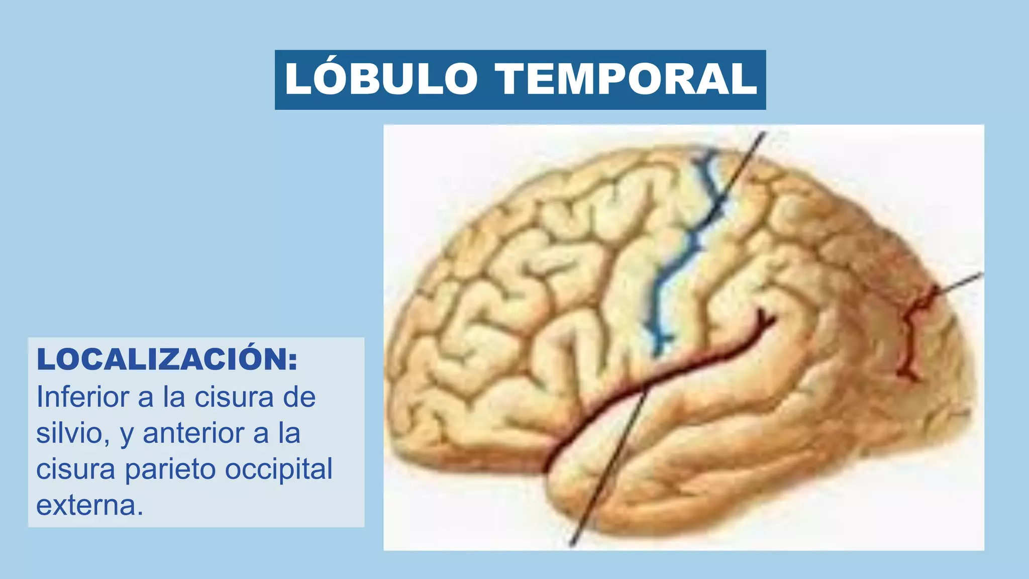 7 CEREBRO CARA EXTERNA LOBULOS TEMPORAL Y OCCIPITAL.pdf