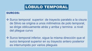 7 CEREBRO CARA EXTERNA LOBULOS TEMPORAL Y OCCIPITAL.pdf
