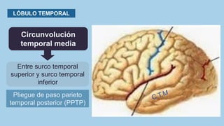 7 CEREBRO CARA EXTERNA LOBULOS TEMPORAL Y OCCIPITAL.pdf