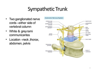 Cervical Sympathetic Trunk | PPTX